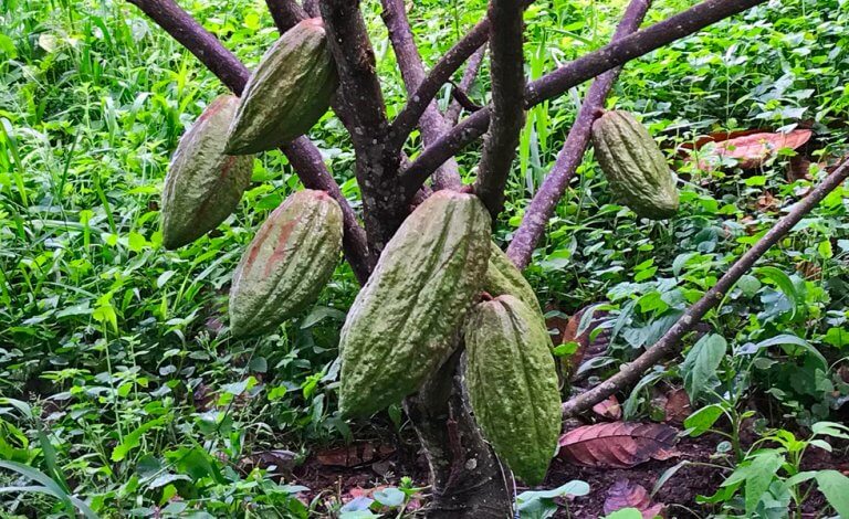 Our Fine Flavour Cacao. Organic Single Variety Criollo Cacao.