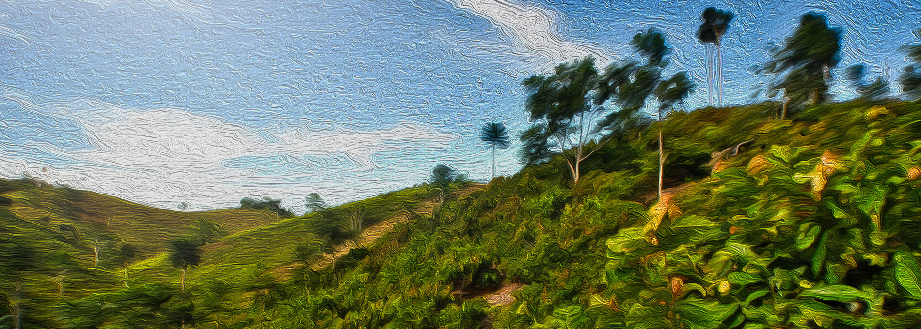 About Hacienda Betulia. Vision, Location and Tradition