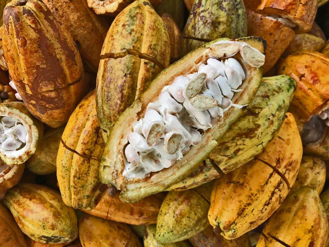 Our Fine Flavour Cacao. Organic Single Variety Criollo Cacao.