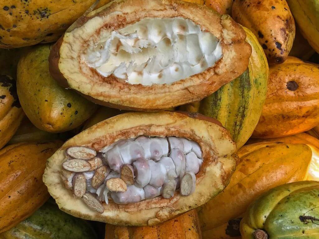 Our Fine Flavour Cacao. Organic Single Variety Criollo Cacao.