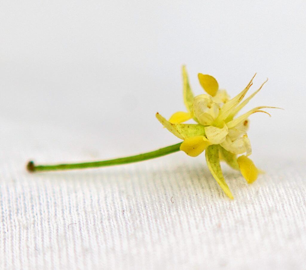 Our Fine Flavour Cacao. Organic Single Variety Criollo Cacao.