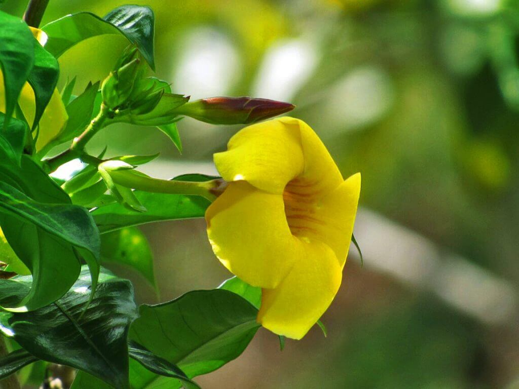 Hacienda Betulia. Our Native Forest Reserve for indegenous species.