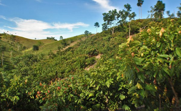 About Hacienda Betulia. Vision, Location and Tradition