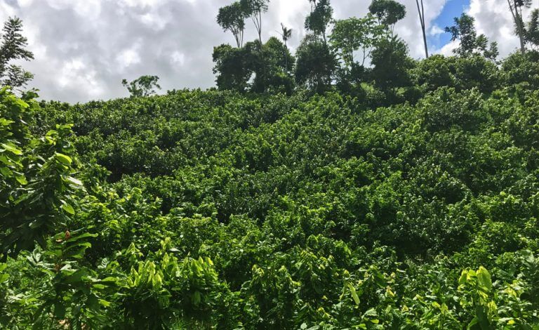 About Hacienda Betulia. Vision, Location and Tradition