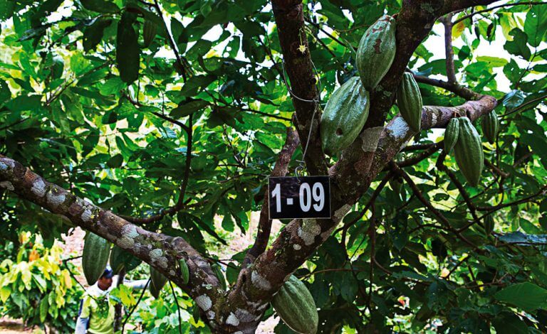 Our Fine Flavour Cacao. Organic Single Variety Criollo Cacao.