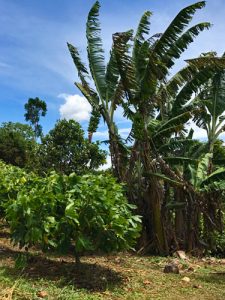 About Hacienda Betulia. Vision, Location and Tradition