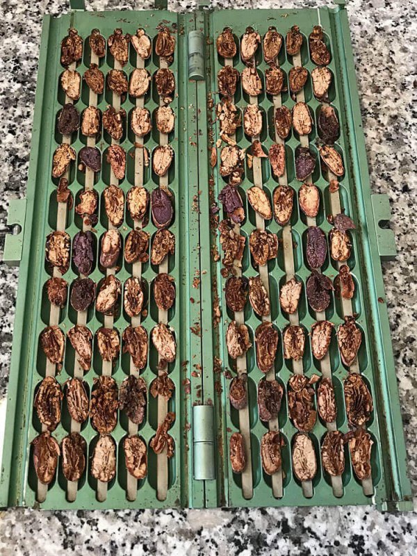 Our Fine Flavour Cacao. Organic Single Variety Criollo Cacao.