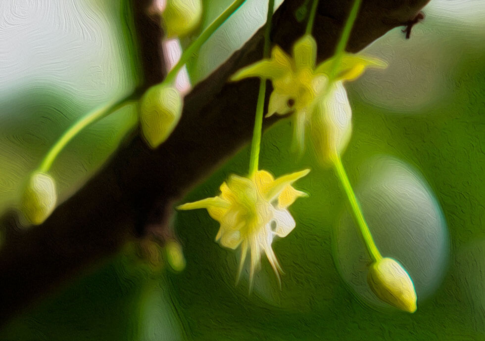 Our Fine Flavour Cacao. Organic Single Variety Criollo Cacao.