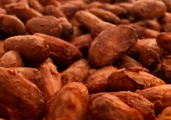 Hacienda Betulia: We grow organic fine flavour Colombian Criollo Cacao.