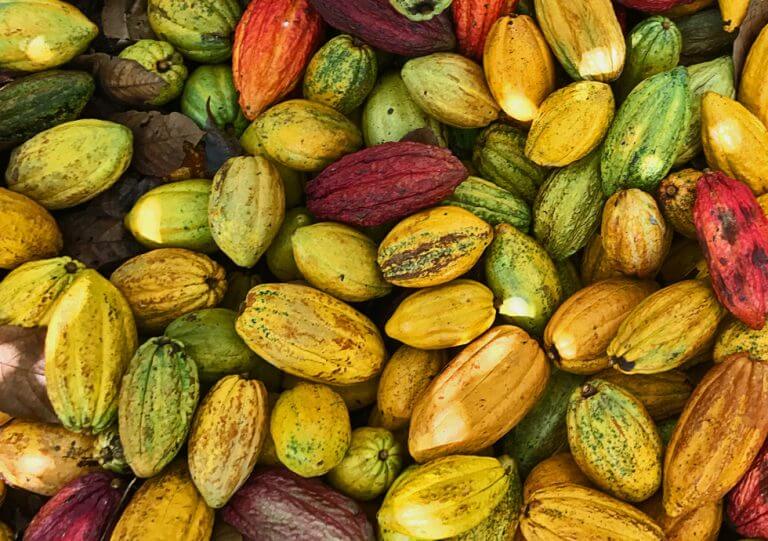 Our Fine Flavour Cacao. Organic Single Variety Criollo Cacao.